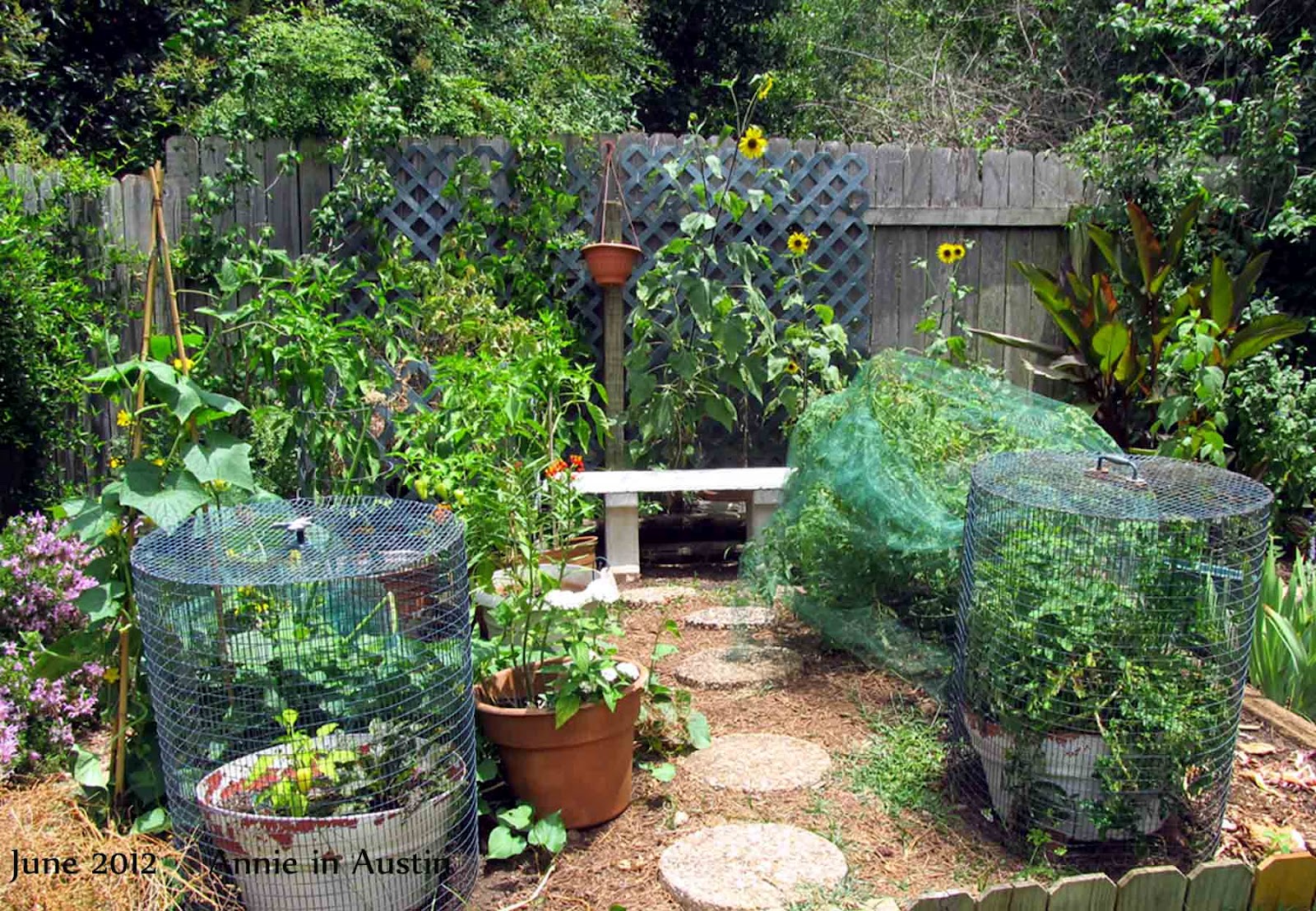 The Transplantable Rose: Tomato Garden Follies