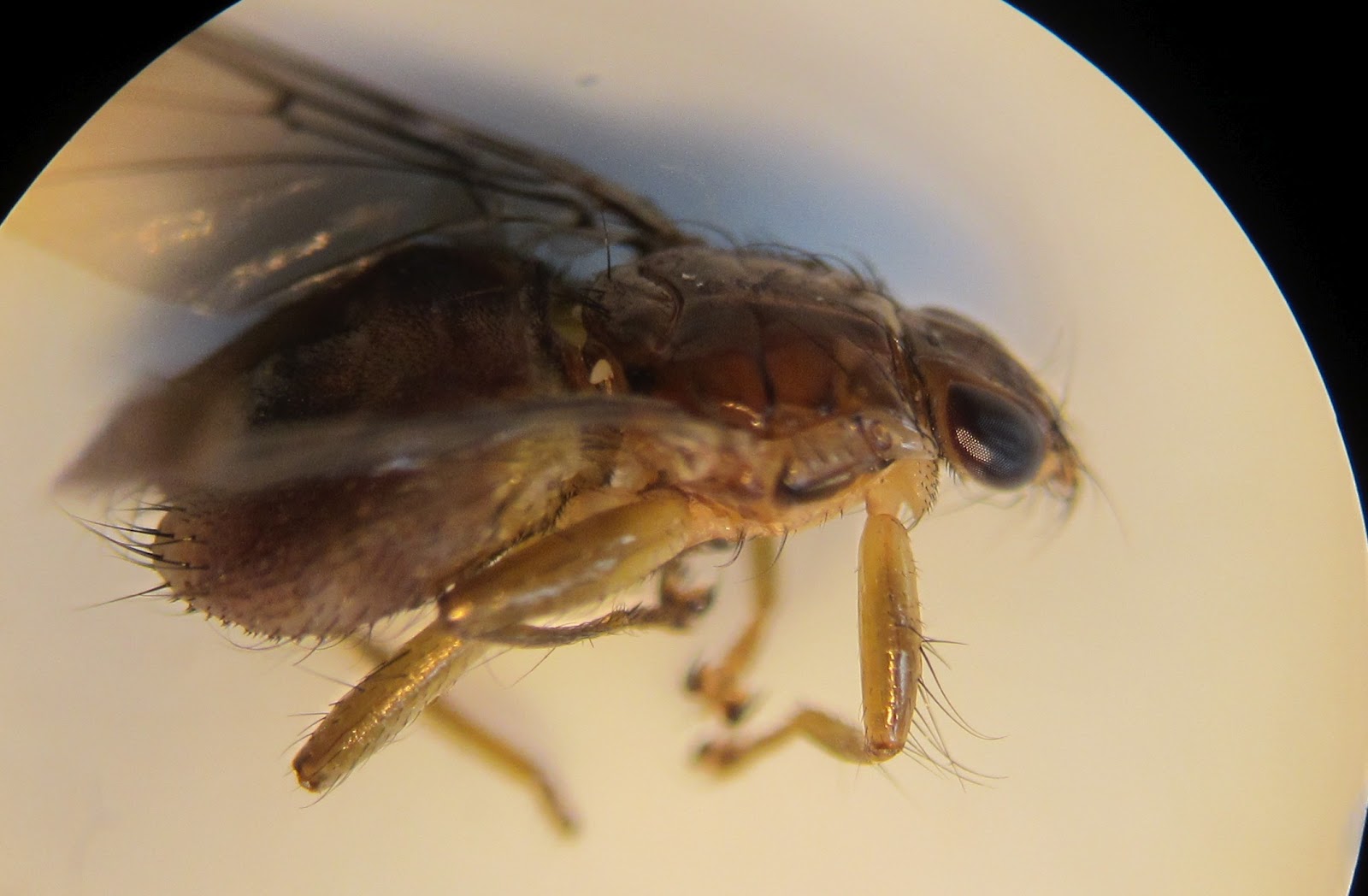 The Cardiff Bird Ringers: Flying Flat Flies!