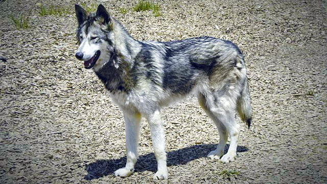 Springfield Vermont News: Regulating wolf-dog hybrids; rabies is the ...