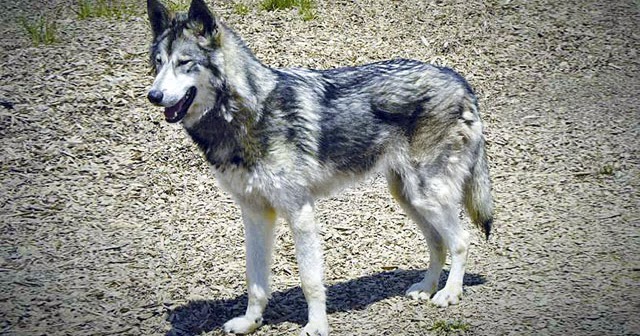 Springfield Vermont News: Regulating wolf-dog hybrids; rabies is the ...