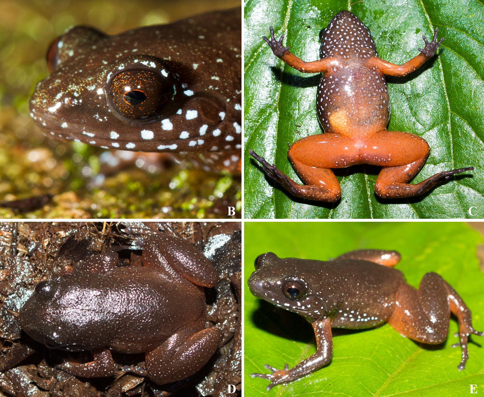 Species New to Science: [Herpetology • 2019] Astrobatrachus kurichiyana ...