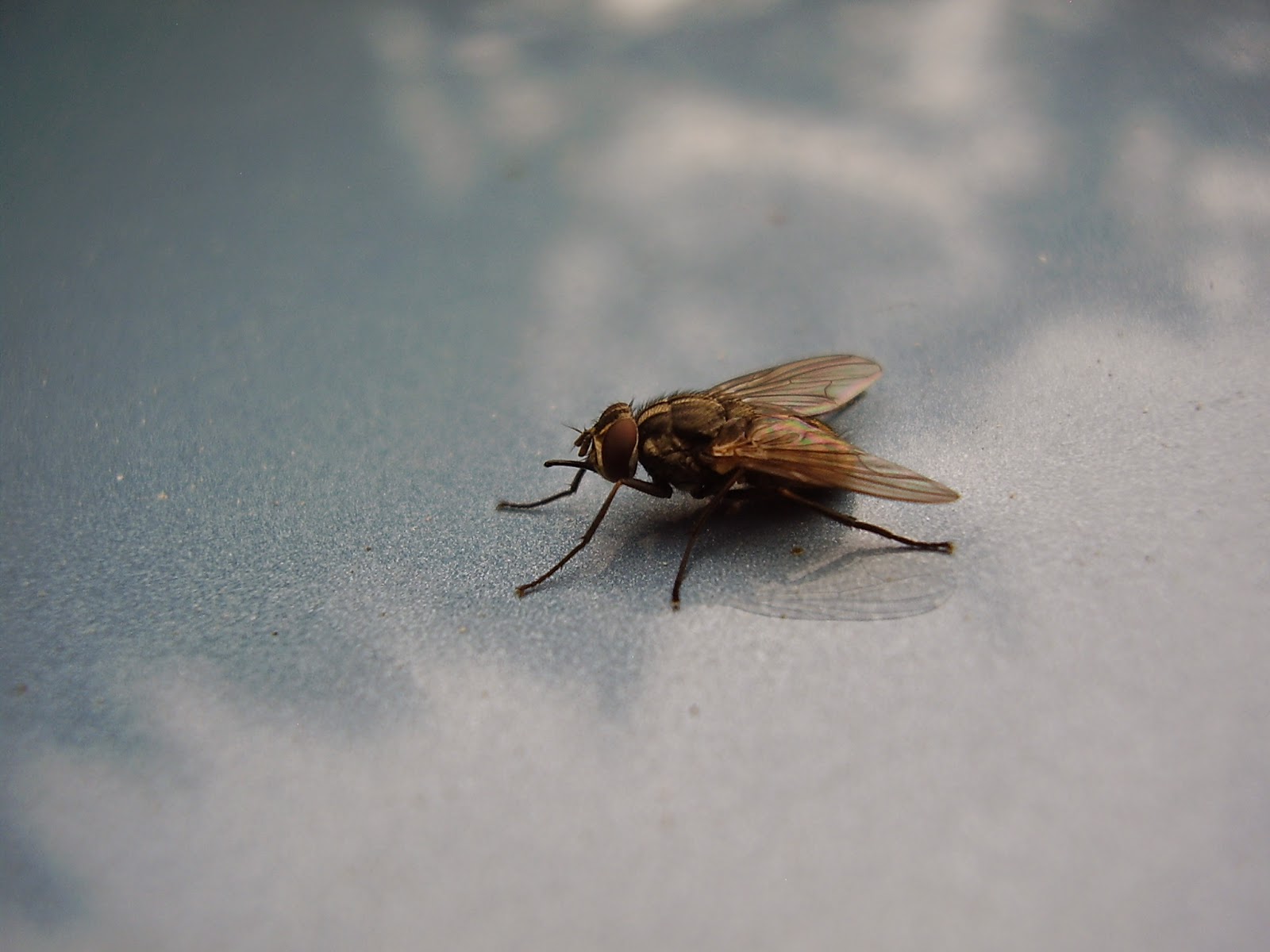 Tibbes Kreativa: Foto Fluga