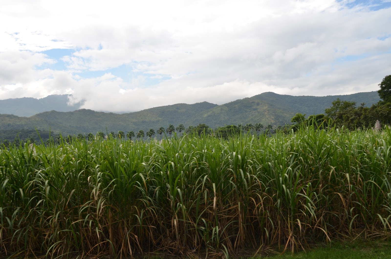 Bahama Bob's Rumstyles: Rum's Diversity is Becoming a Huge Problem for ...