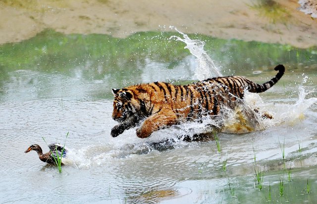 Siberian (Amur) Tiger: August 2012