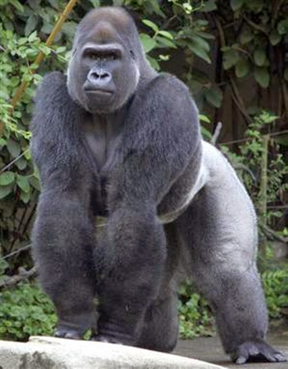 Silverback Gorilla - Pets