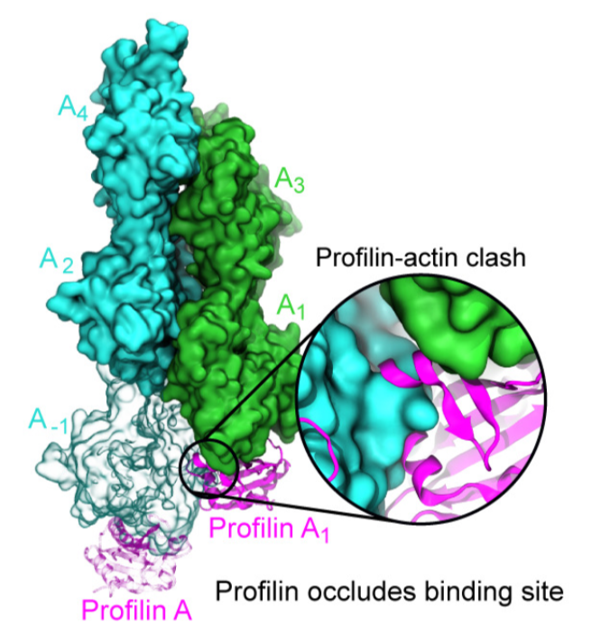 Biophilia: March 2020