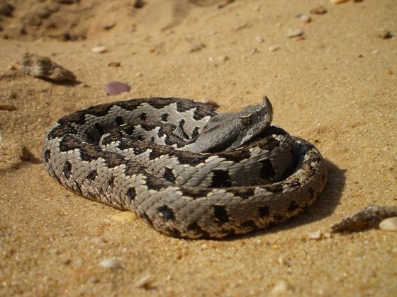 El ojo del buitre: Serpientes - Víbora europea (Vipera berus)