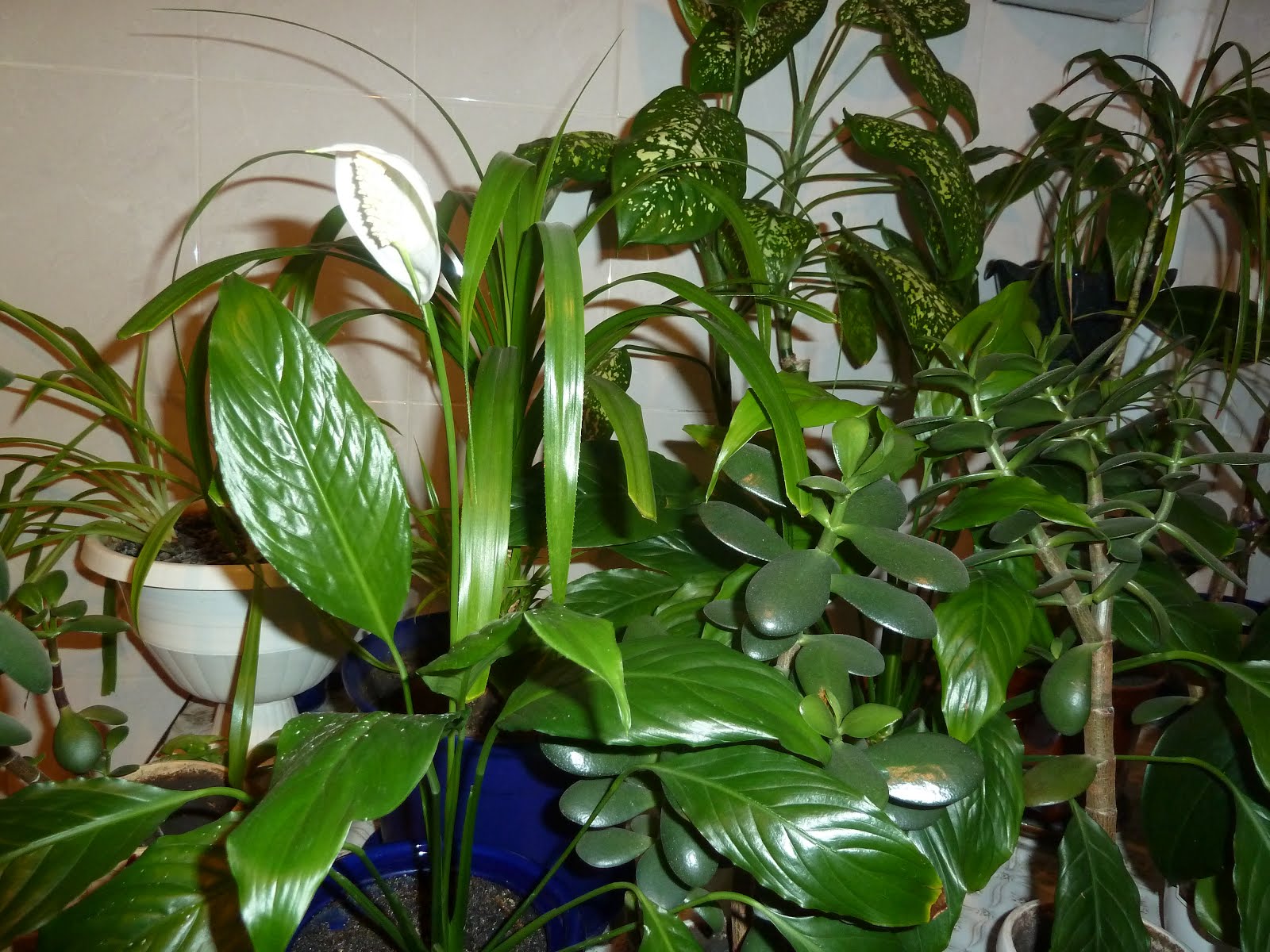 Приусадебное хозяйство: Спатифиллум