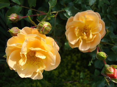 A Romantic Country Home: Flower Carpet Amber Rose...