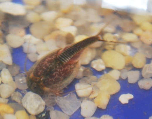 Homeschool Distractions: Triops