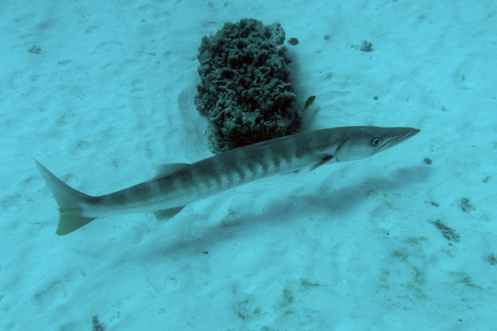 AQUATICHYK: GIANT SEA PIKE / Sphyraena jello