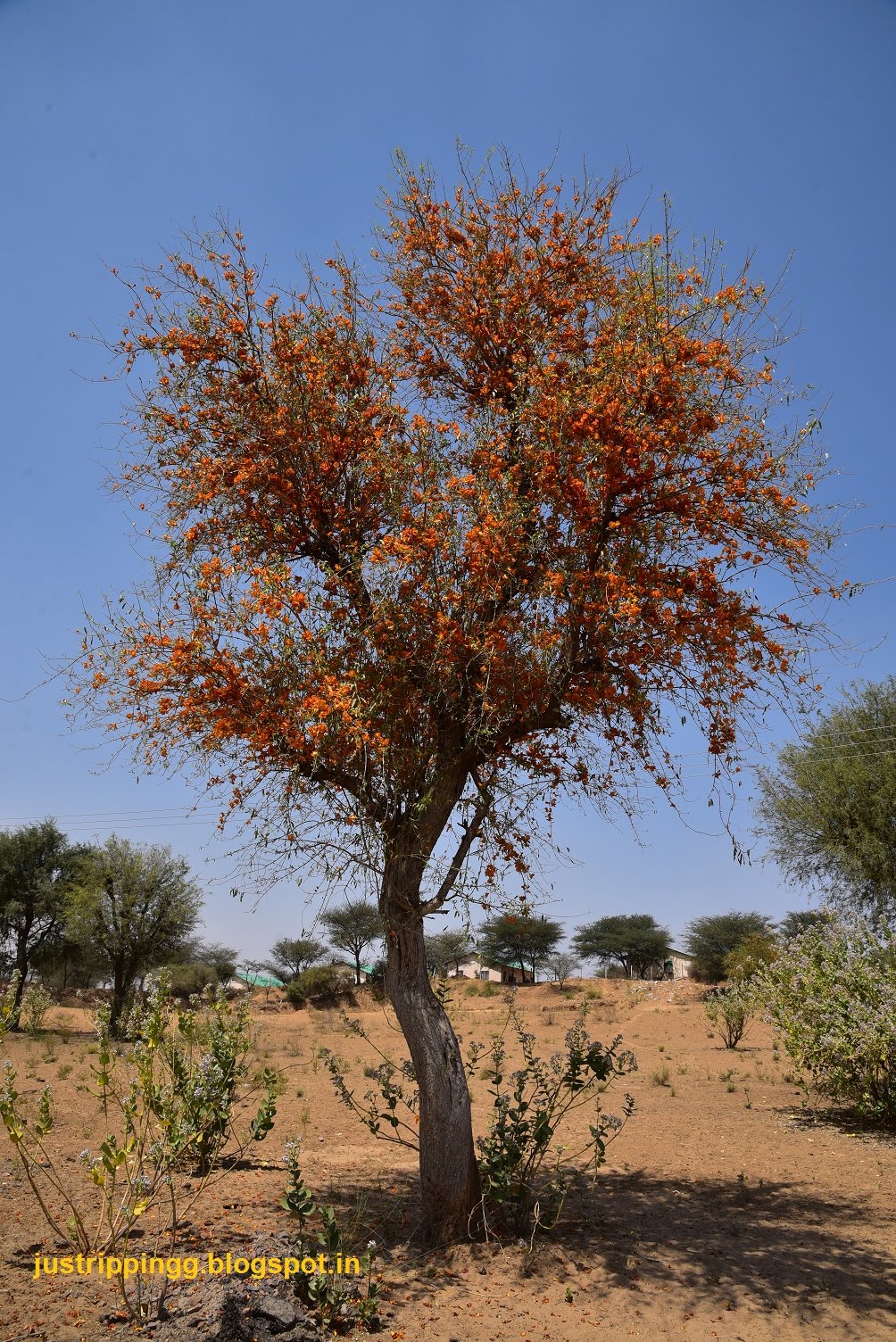 Just Tripping!: Roheda – The Dream in the Desert