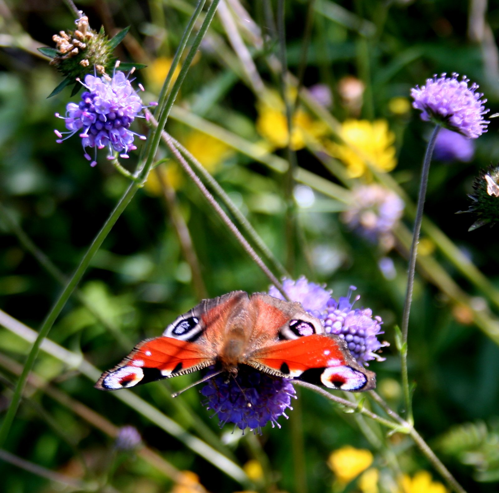 Normandie Daily: Papillon rouge - Dans la campagne normande près de Livarot