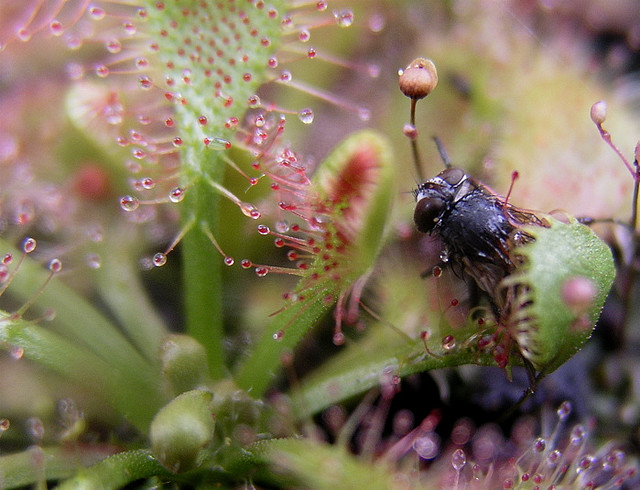 The Deadly Dewdrops of the Drosera ~ Kuriositas