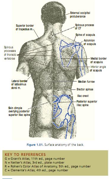 The back ~ Medical Encyclopedia