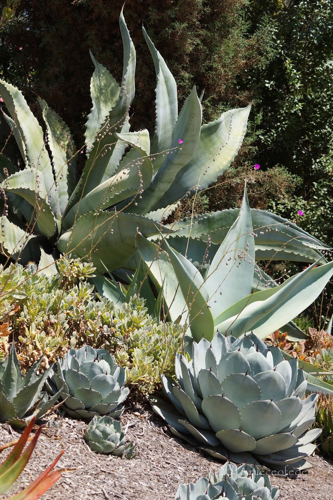 All The Agaves 2018 Edition