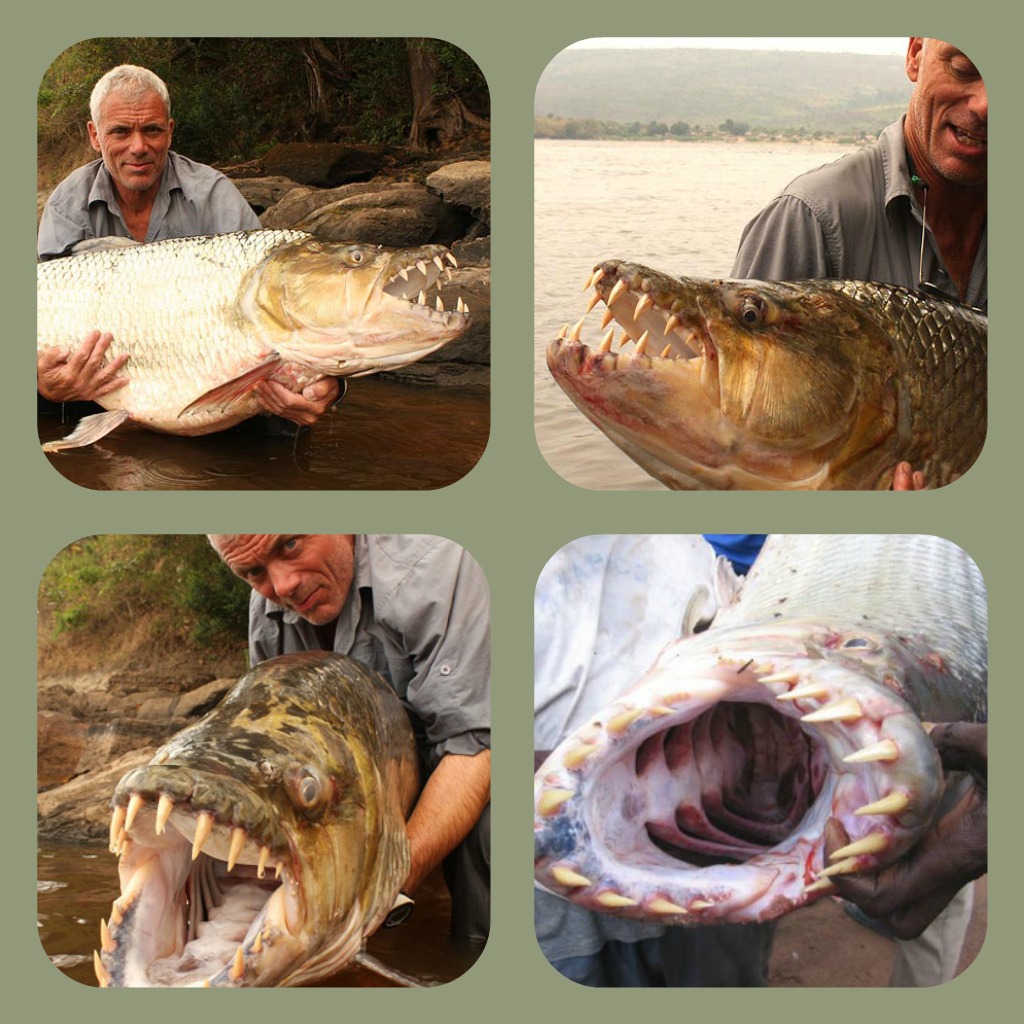 WHBC-GR: GOLIATH TIGERFISH: Ένας αληθινός Γολιάθ (pics+video)