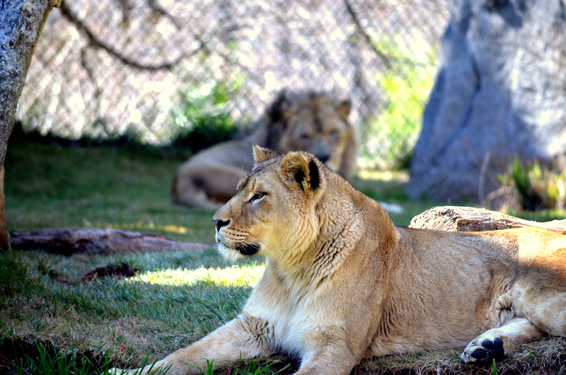 Be Still a Minute...: Spring Break is for the Animals