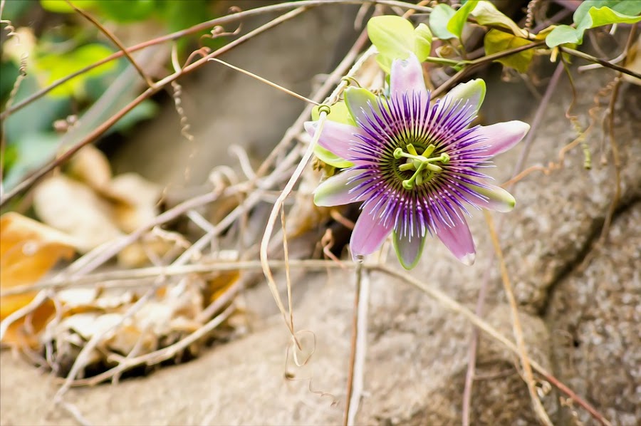 Cuidados de la passiflora, pasionaria o flor de la pasión | Plantas