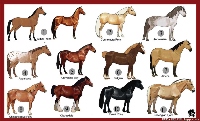 KUDA KELATE: Mengenali 68 Baka Kuda Seluruh Dunia