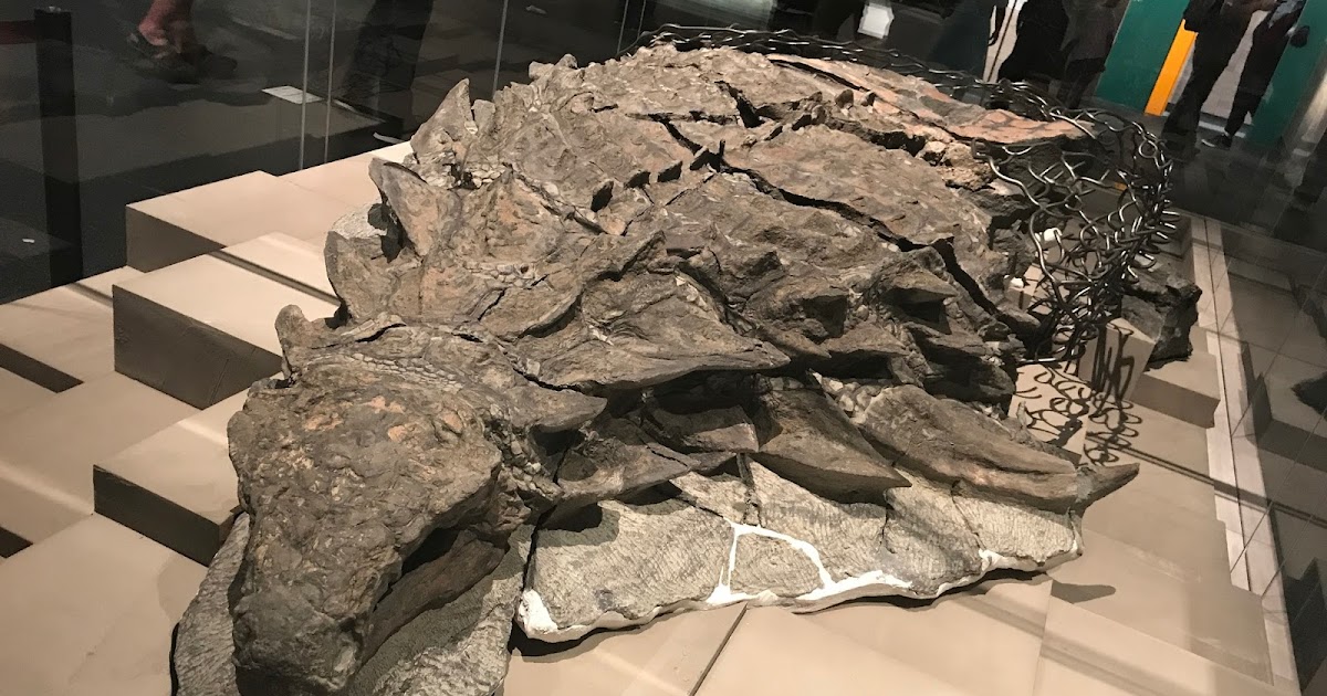 Equatorial Minnesota: Borealopelta