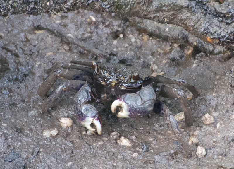 A Wandering Naturalist: Singapore: A Visit to Sungei Buloh (Part 2)