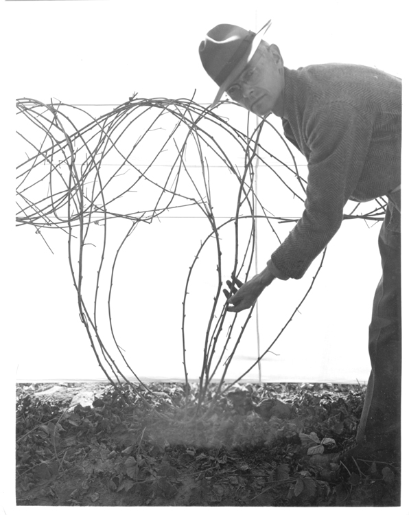 Knott's In Print: How To Grow Boysenberries