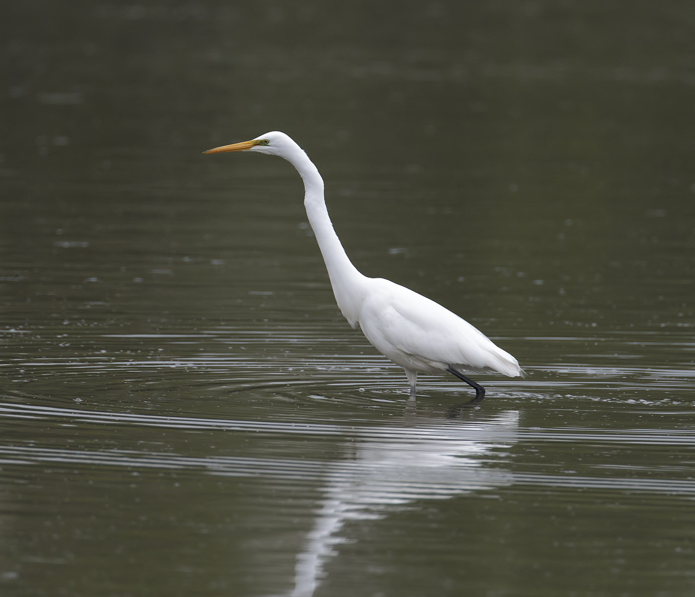 pewit: Great Egrets