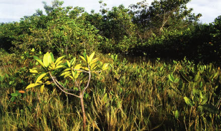 ASPECTOS CULTURALES Y NATURALES DE LA REGION TUMBES