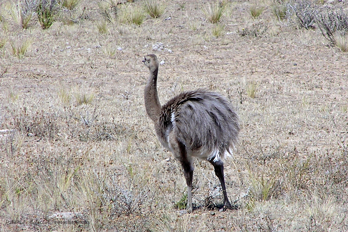 mis fotos de aves: Rhea pennata Choique Lesser Rhea