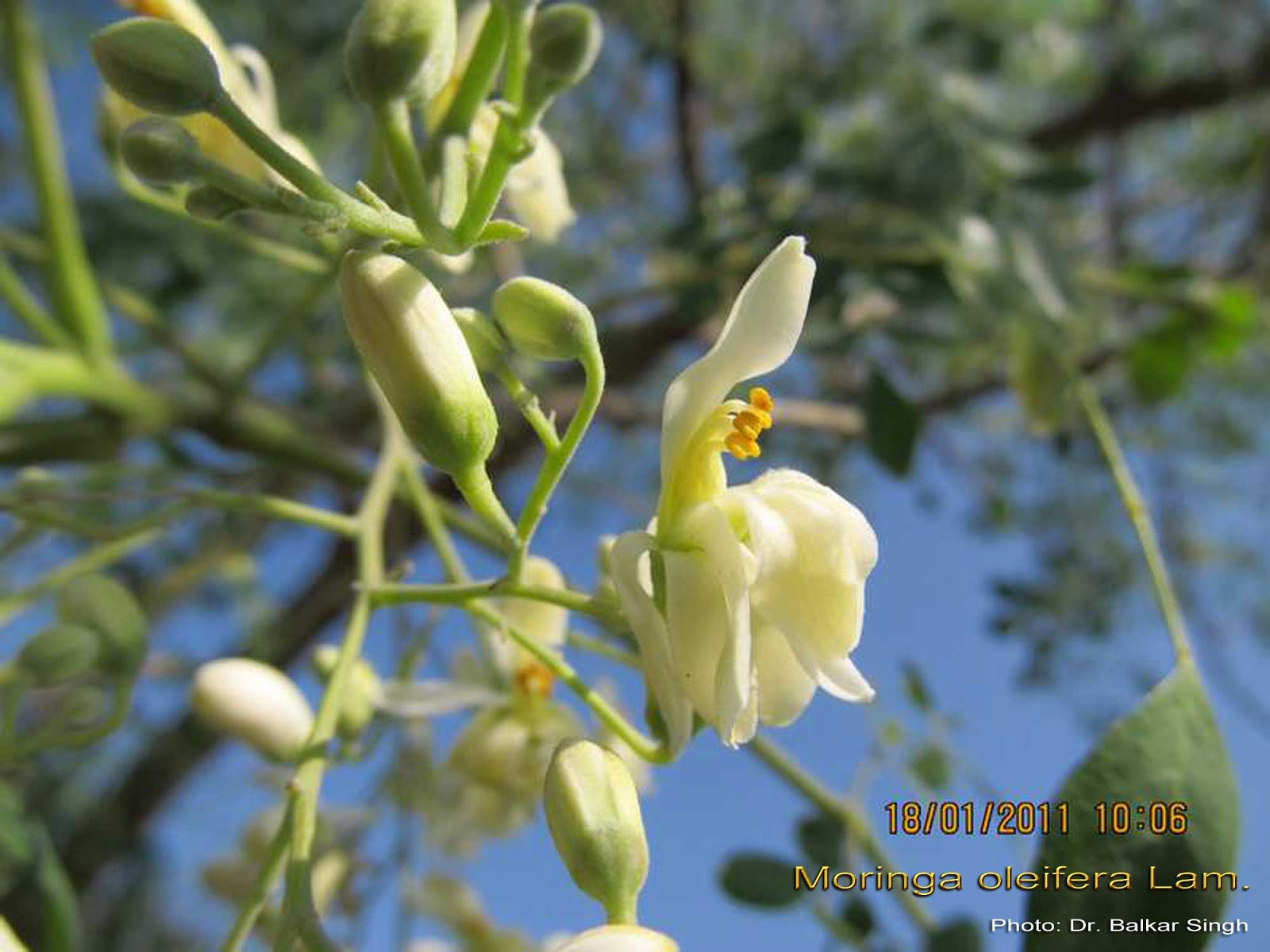 Medicinal Plants: Moringa oleifera shigru munaga Senjana murungai