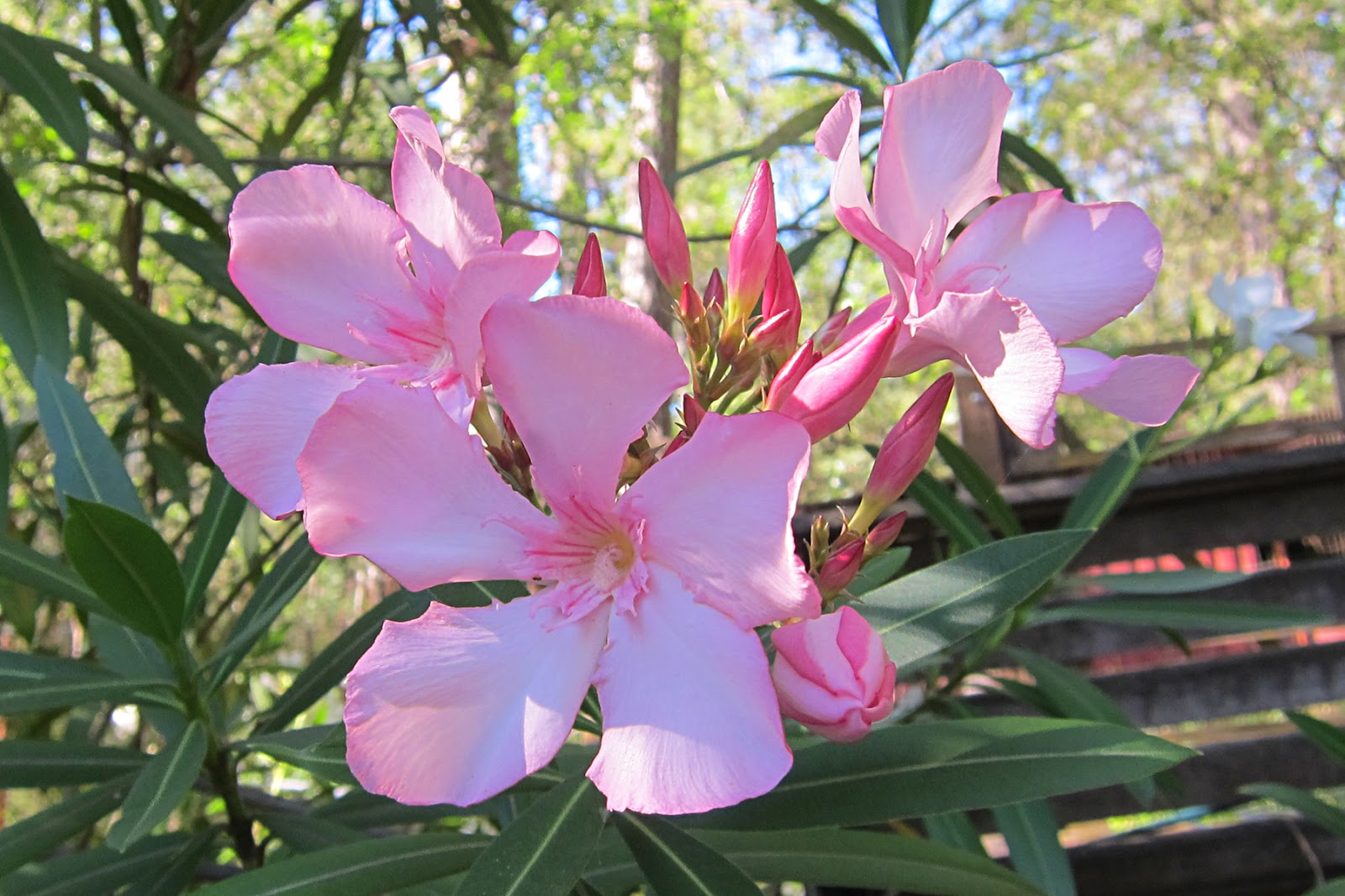 Lynn's Big Wide World