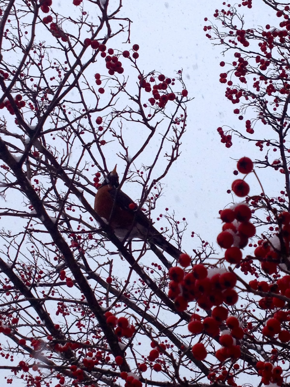 SHHHHH...: Spotted: American Robin
