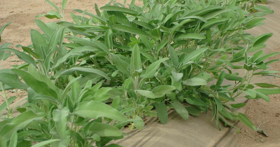 "HIERBAS AROMATICAS, SU IMPORTANCIA EN LOS ALIMENTOS Y LA MEDICINA ...