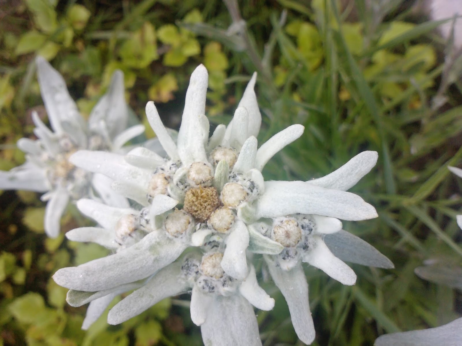 silenthell-kornel77: Un colt al naturii - fotografii