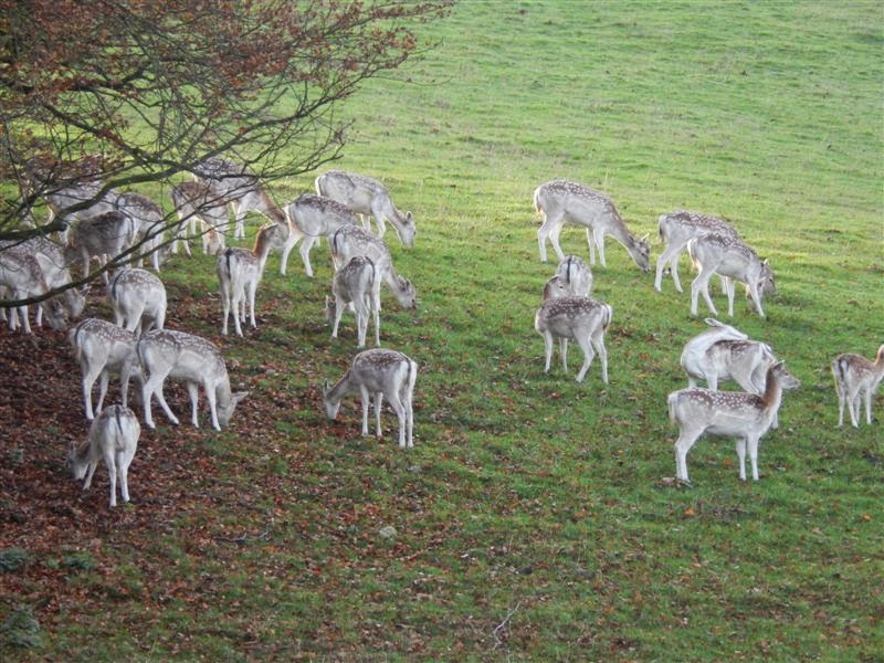 LancashireCam: Milnthorpe & Dallam Tower estate