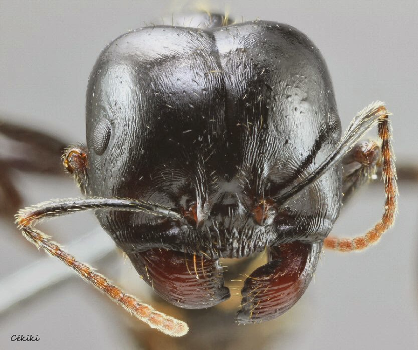 fourmis du genre Messor: Le genre Messor