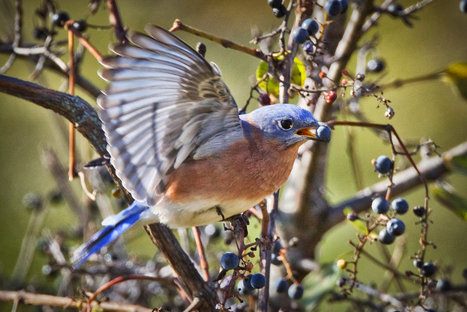 Feather Tailed Stories: Eastern Bluebird, Havenwoods State Forest