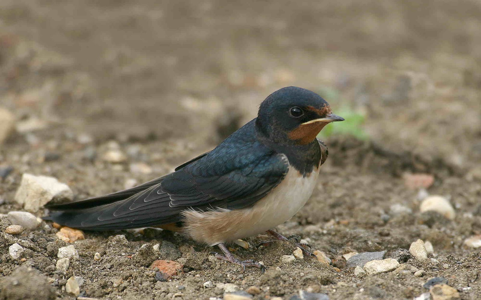 BTO Bird Migration Blog: March 2011