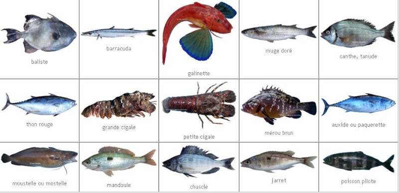 ROCK FISHING EN MEDITERRANEE: Petit récapitulatif des poissons peuplant ...