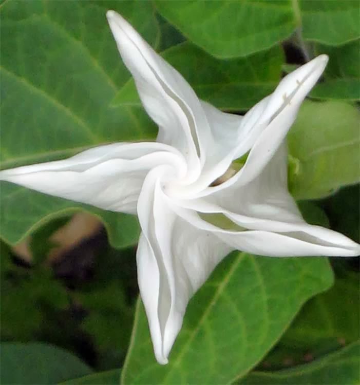 Stunning Views: Moon Flower