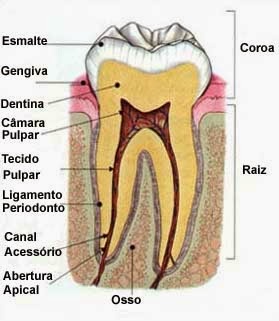 Clinica Dentaria Mais Sorriso: Anatomia dos dentes.