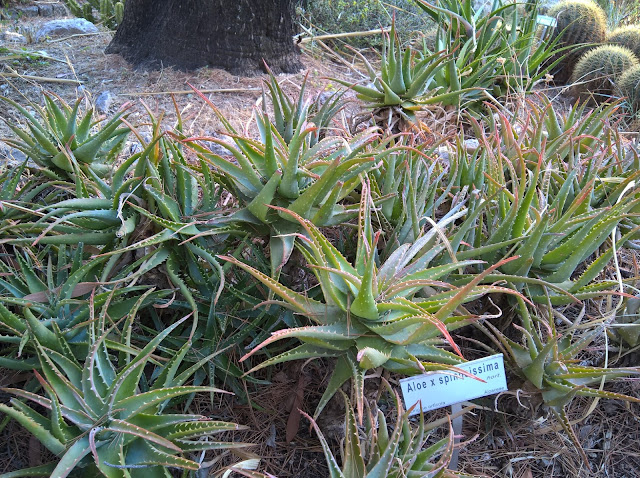 Aloe : Come Riconoscere le Diverse Specie - Con Foto e Descrizione | Il ...