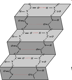 Sally Bui's Biology HL Blog: Biology Hwk - Proteins