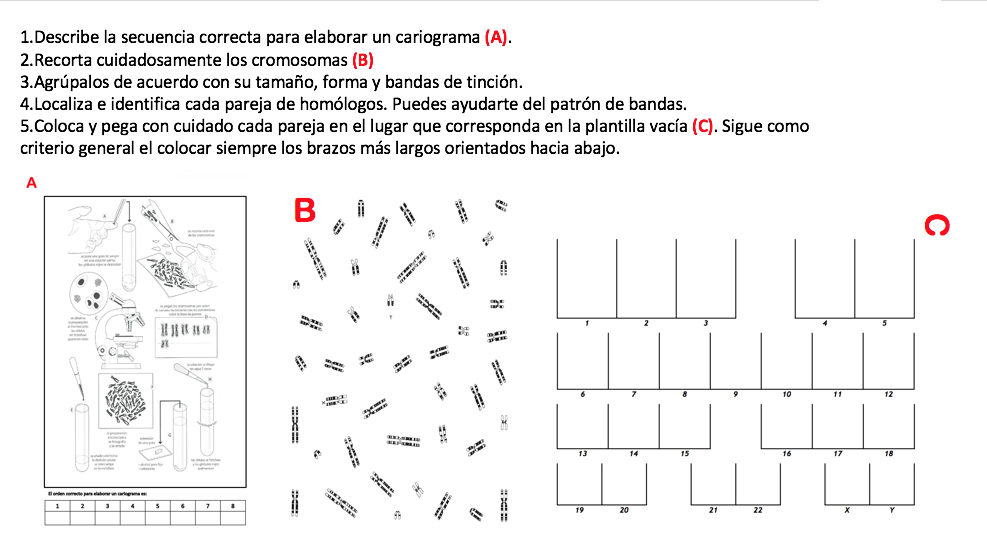 APRENDIENDO SOBRE BIOLOGÍA Y GEOLOGÍA: ELABORACIÓN DE UN CARIOGRAMA HUMANO