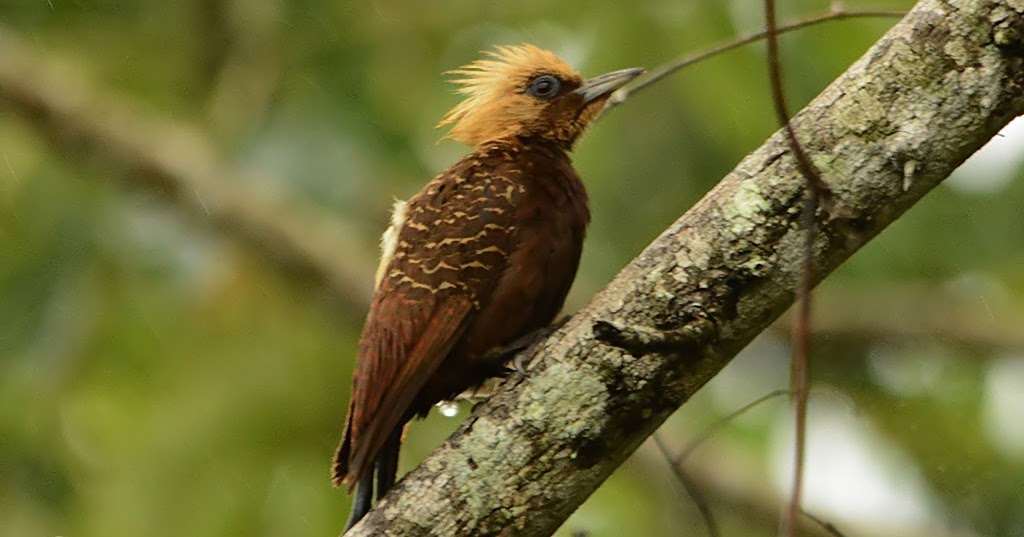 Aves del Nea: Carpintero copete pajizo (Pale-crested Woodpecker) Celeus ...