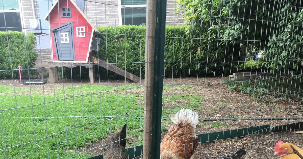 The Boxer Farm--Where Love Grows