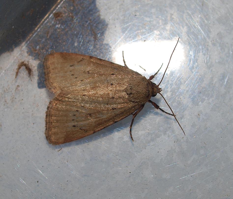 Glamorgan Moth Recording Group: County List - Macros