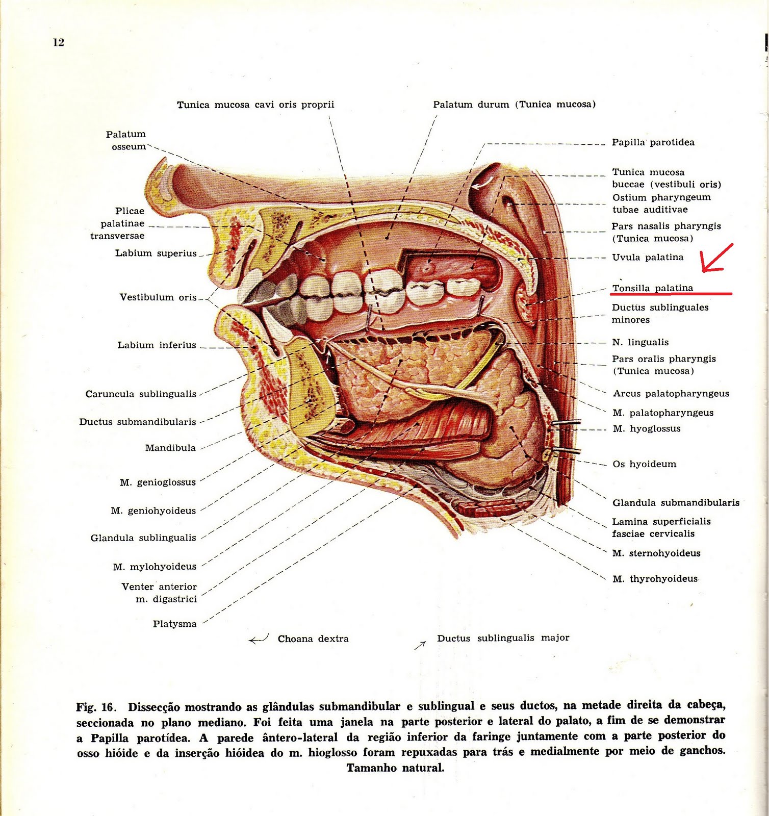 Aumento De Tonsilas Palatinas - RETOEDU