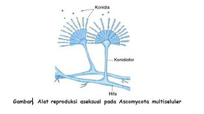 Ciri-Ciri dan Cara Reproduksi Ascomycota